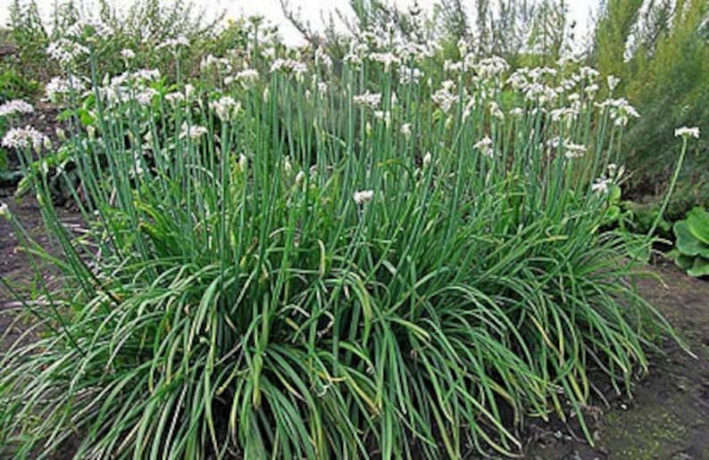 Rare Original Vegetable Seeds Onion fragrant. | Etsy