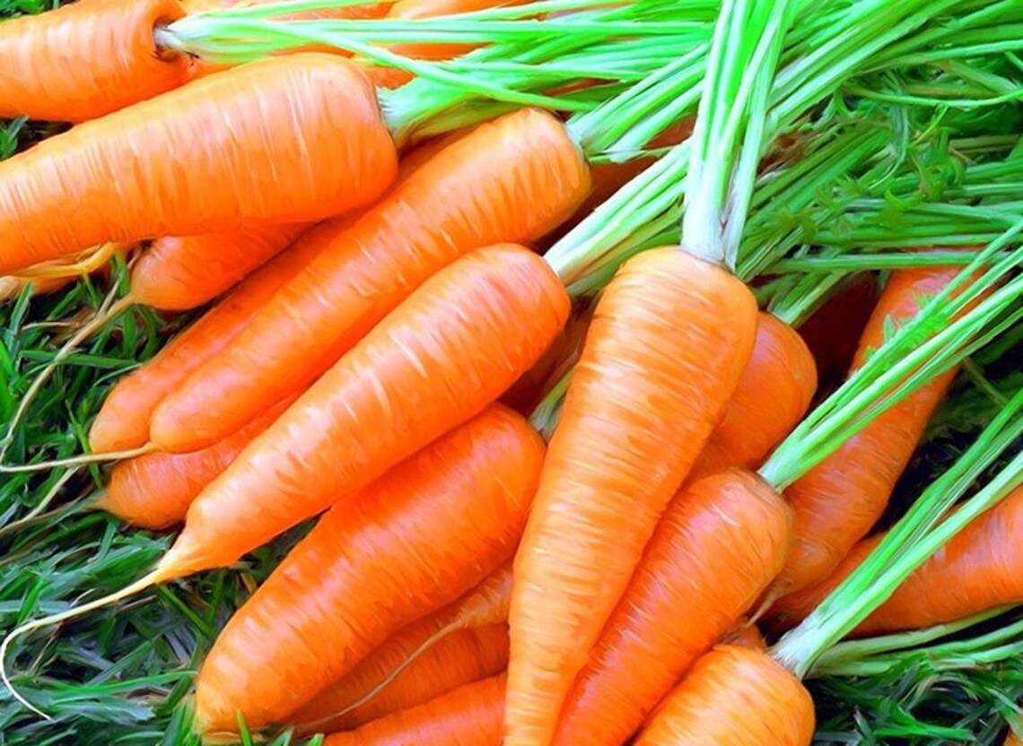 Rare Original Vegetable Carrot Seeds Queen of | Etsy