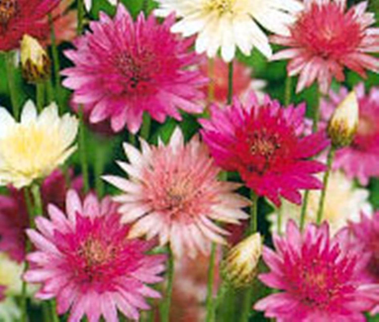 Rare Original Flower Seeds Dry flower Terry Mix | Etsy