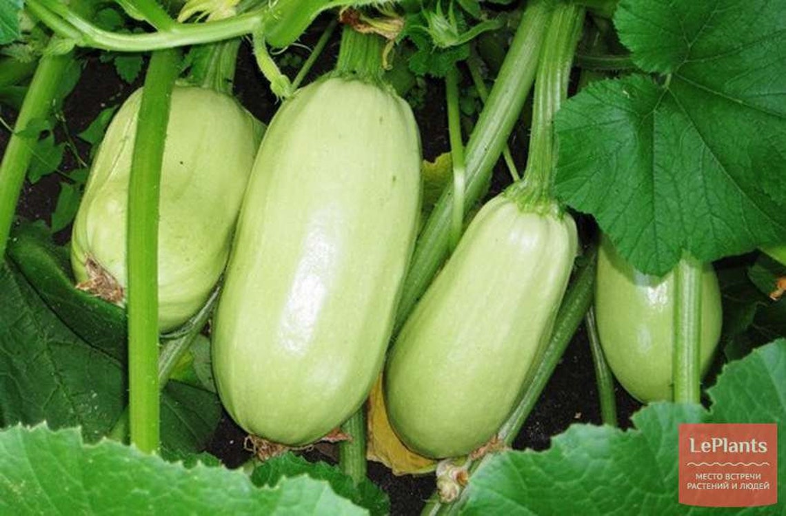 Rare Original Vegetable Squash Seeds gribovskiy. | Etsy