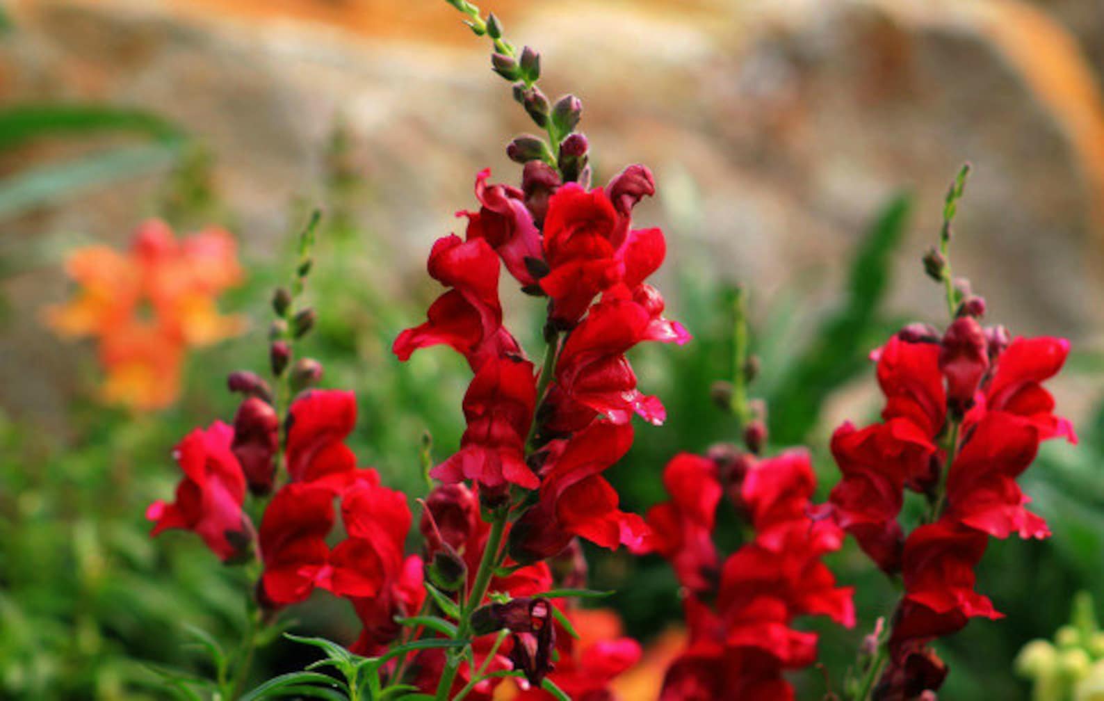 Organic Flower Giant Snapdragon Ruby Red antirrhinum Majus | Etsy