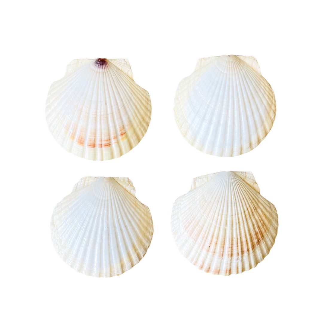 Real Shell Hors D'oeuvre Plates, Set of 4 - Etsy