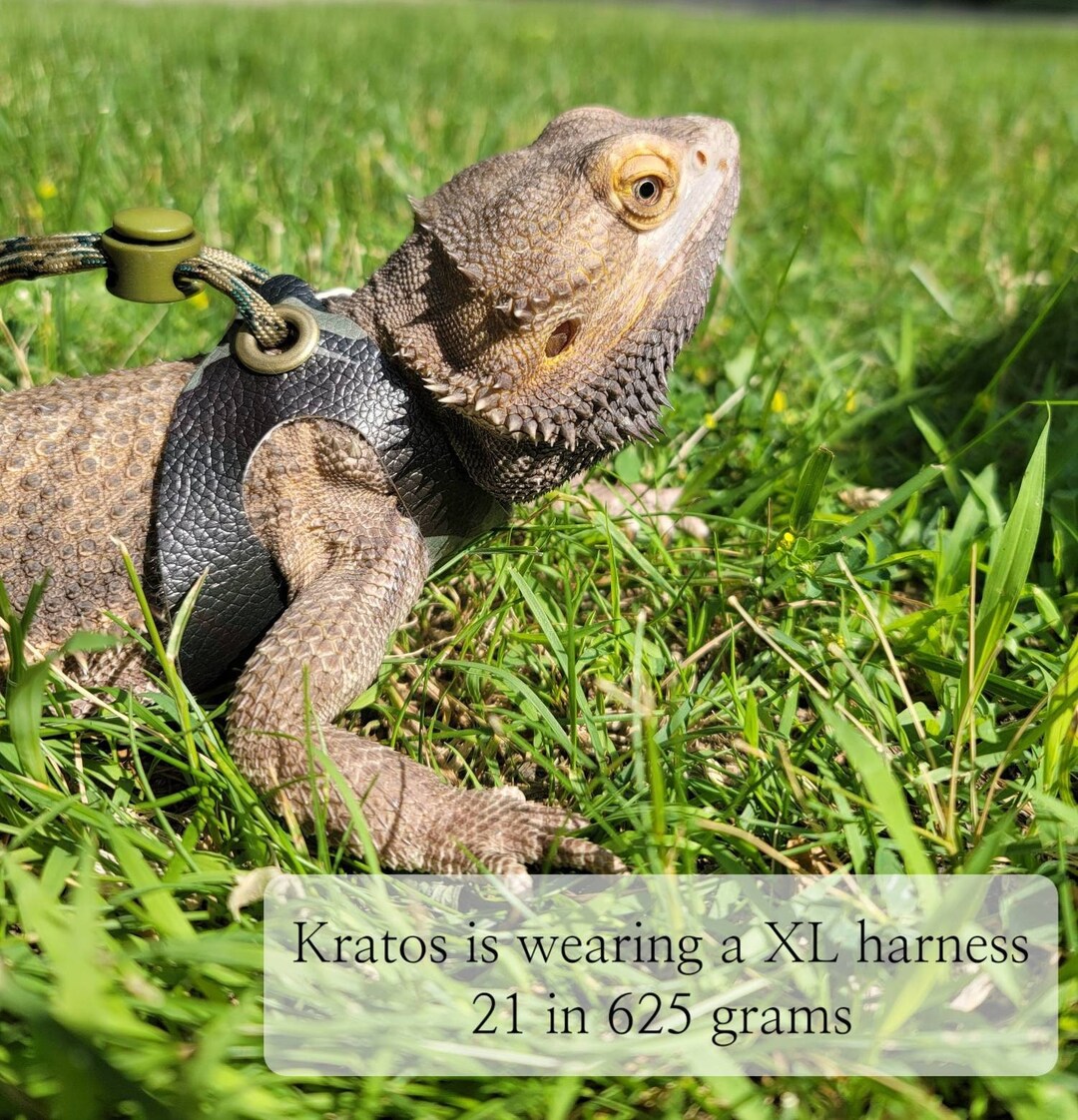 Bearded Dragon Harness - Etsy