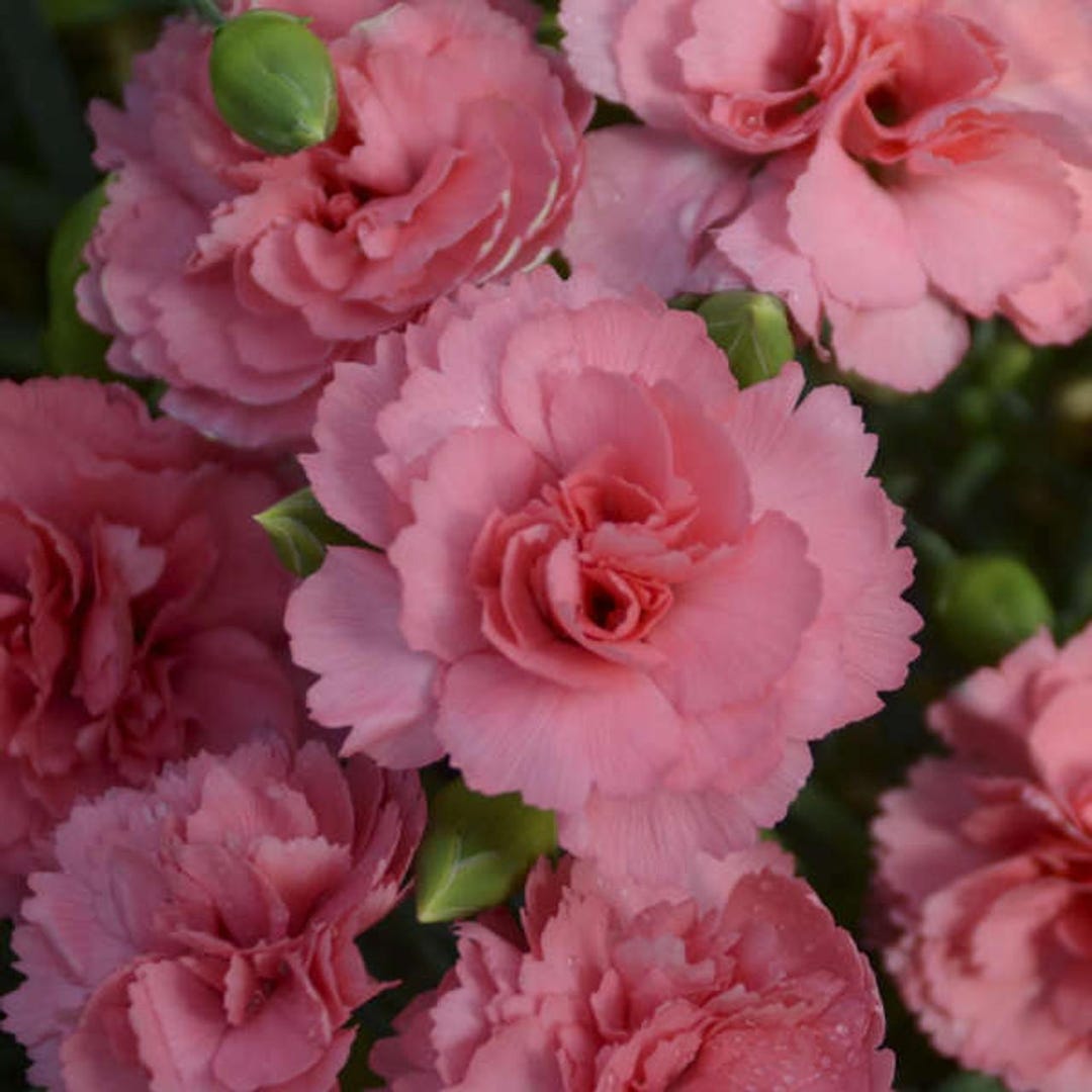 Dianthus Classic Coral Fruit Punch Series. Blooming Soon! 1 Live Plant ...