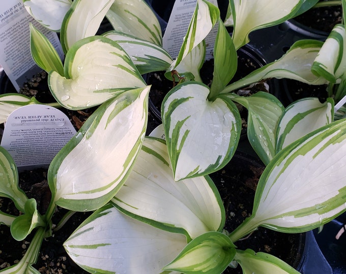 Hosta Shadowland Miss America - 1 Live Potted Plant - Etsy