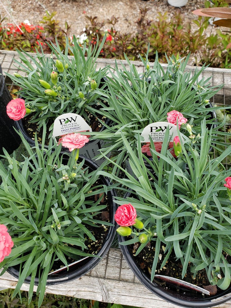 Dianthus Classic Coral Fruit Punch Series. Blooming Soon! 1 Live Plant ...