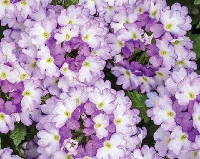 Verbena Superbena Sparkling Amethyst Proven Winner - 1 Live Potted ...