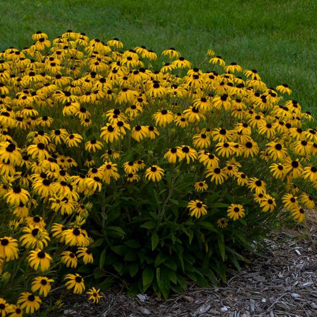 Black Eyed Susan Gold Rush - 1 Live Plant - Etsy