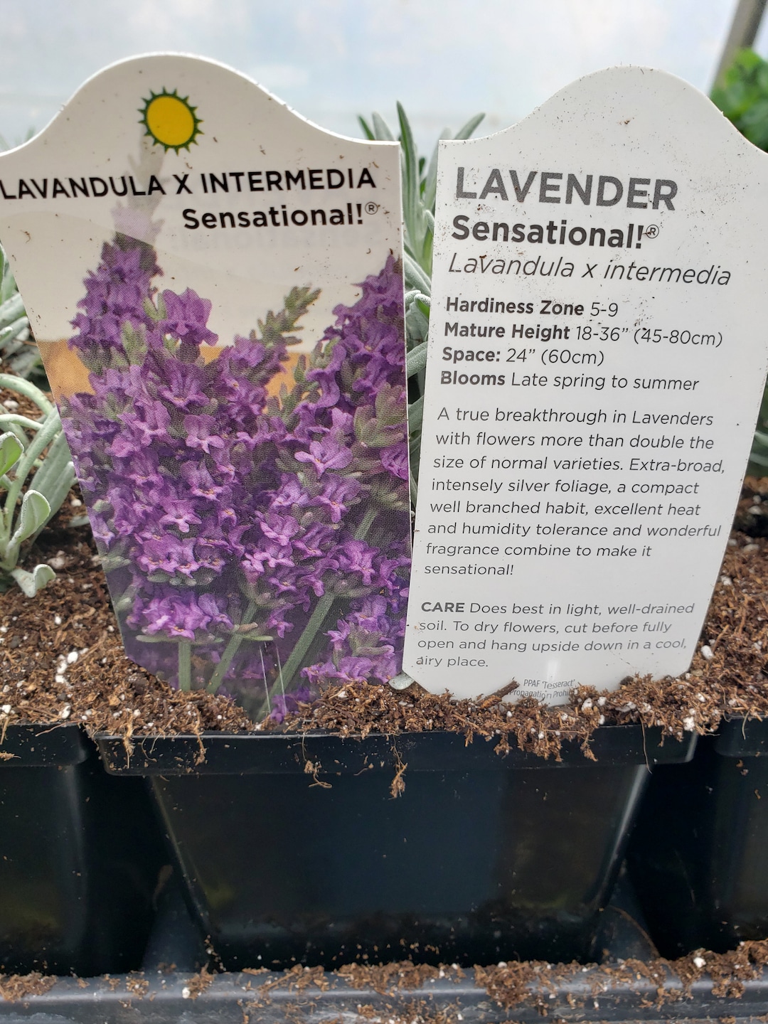 Lavender SALE Sensational 1 Live Potted Plant - Etsy