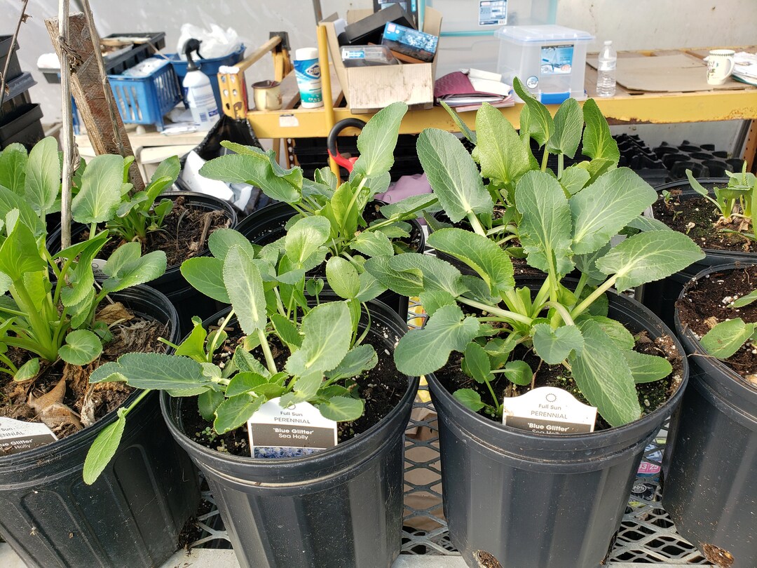 Sea Holly Blue Glitter Pollinator Plant 1 Live Plant Perennial - Etsy