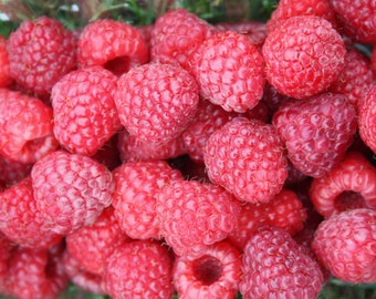 Raspberry Plant - Etsy