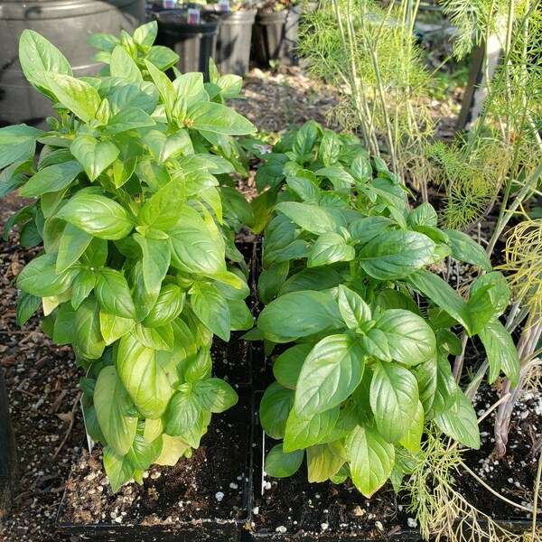 Emerald Basil Plant - Etsy