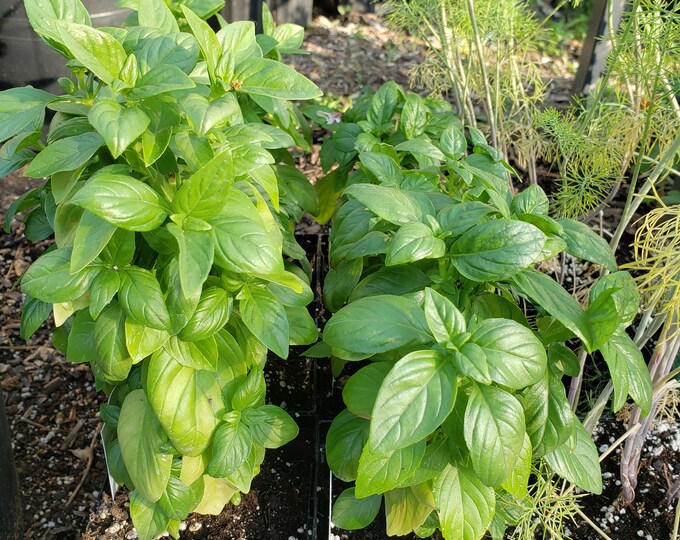 Herb, Basil, Everleaf Emerald Towers, MY FAVORITE, 1 Live Potted Plant ...