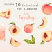 Peach Fruits Cute Food Printable Stickers, PNG & Cliparts for Summer ...