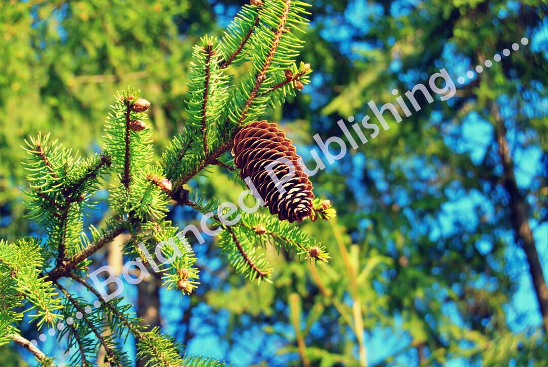 Spruce Tree Cone Spring Digital Photo - Etsy