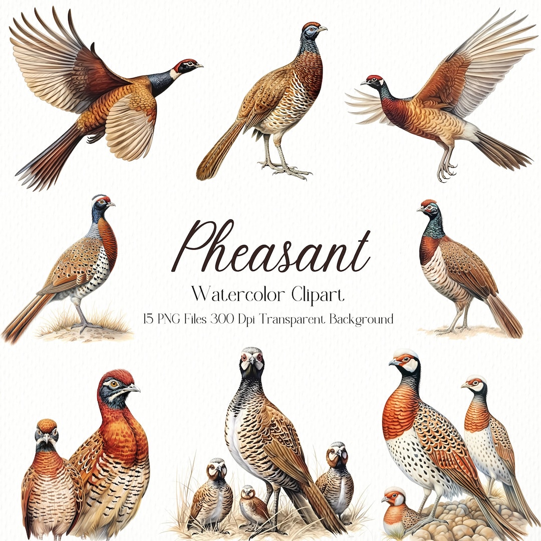 Pheasant Bird Illustration Watercolor Clipart Bundle, Printable ...