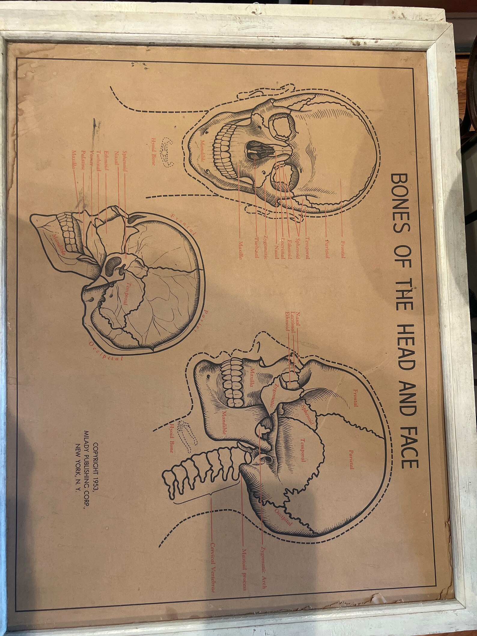 Face and Head Anatomy Frame - Etsy