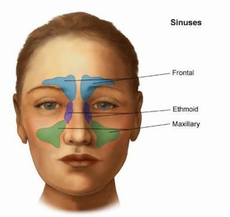 NP Physical Exam- Head and Neck - Etsy