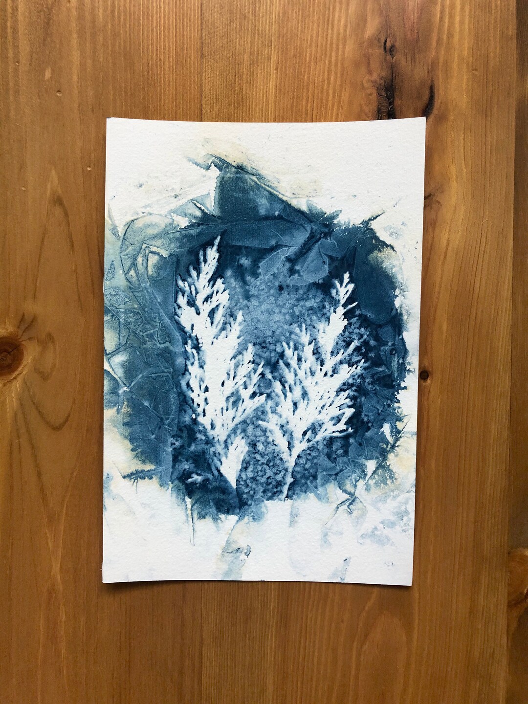 Hand Printed Wet Cyanotype Evergreen Tree Circle Print Original Artwork ...