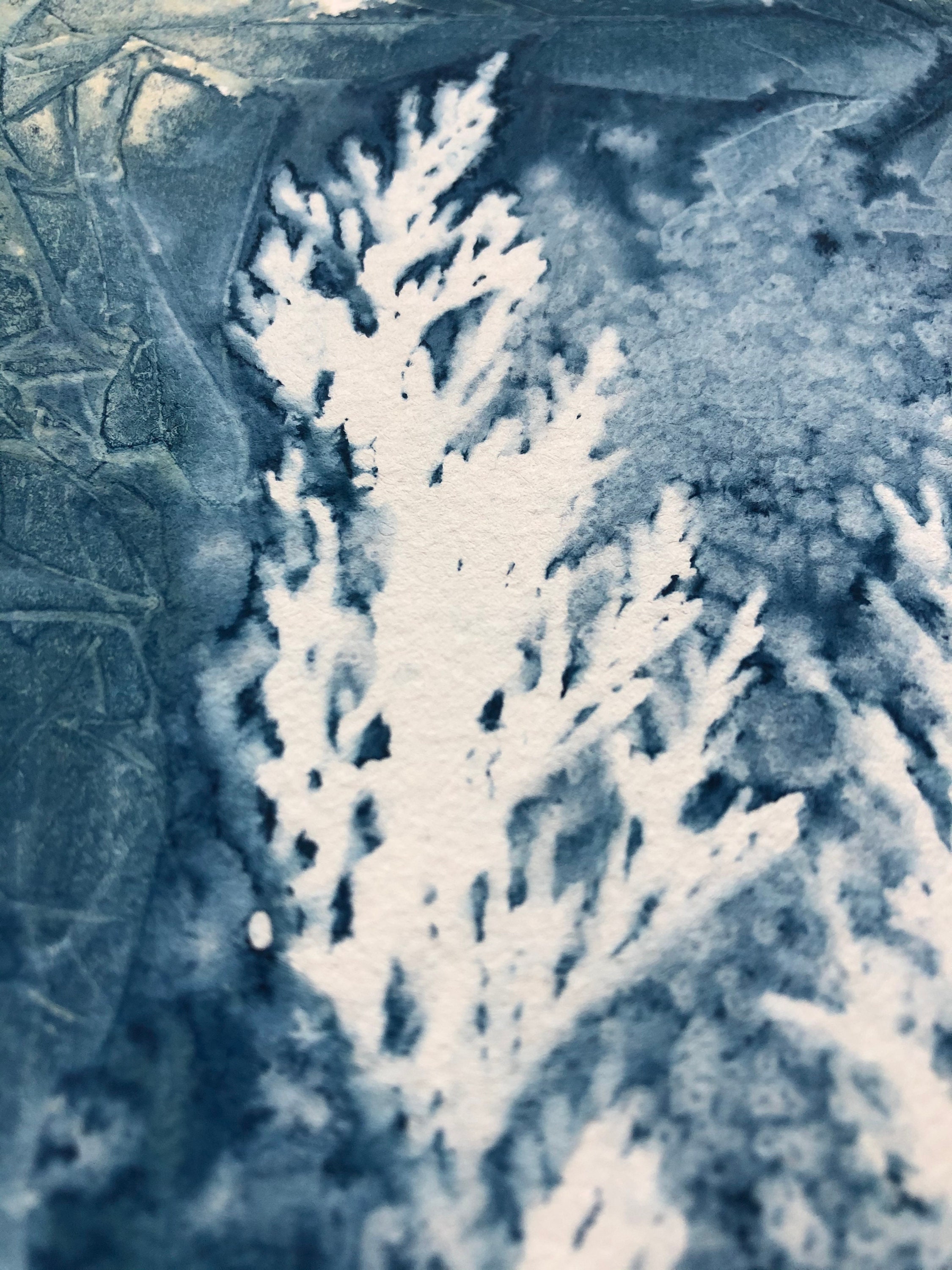 Hand Printed Wet Cyanotype Evergreen Tree Circle Print Original Artwork ...