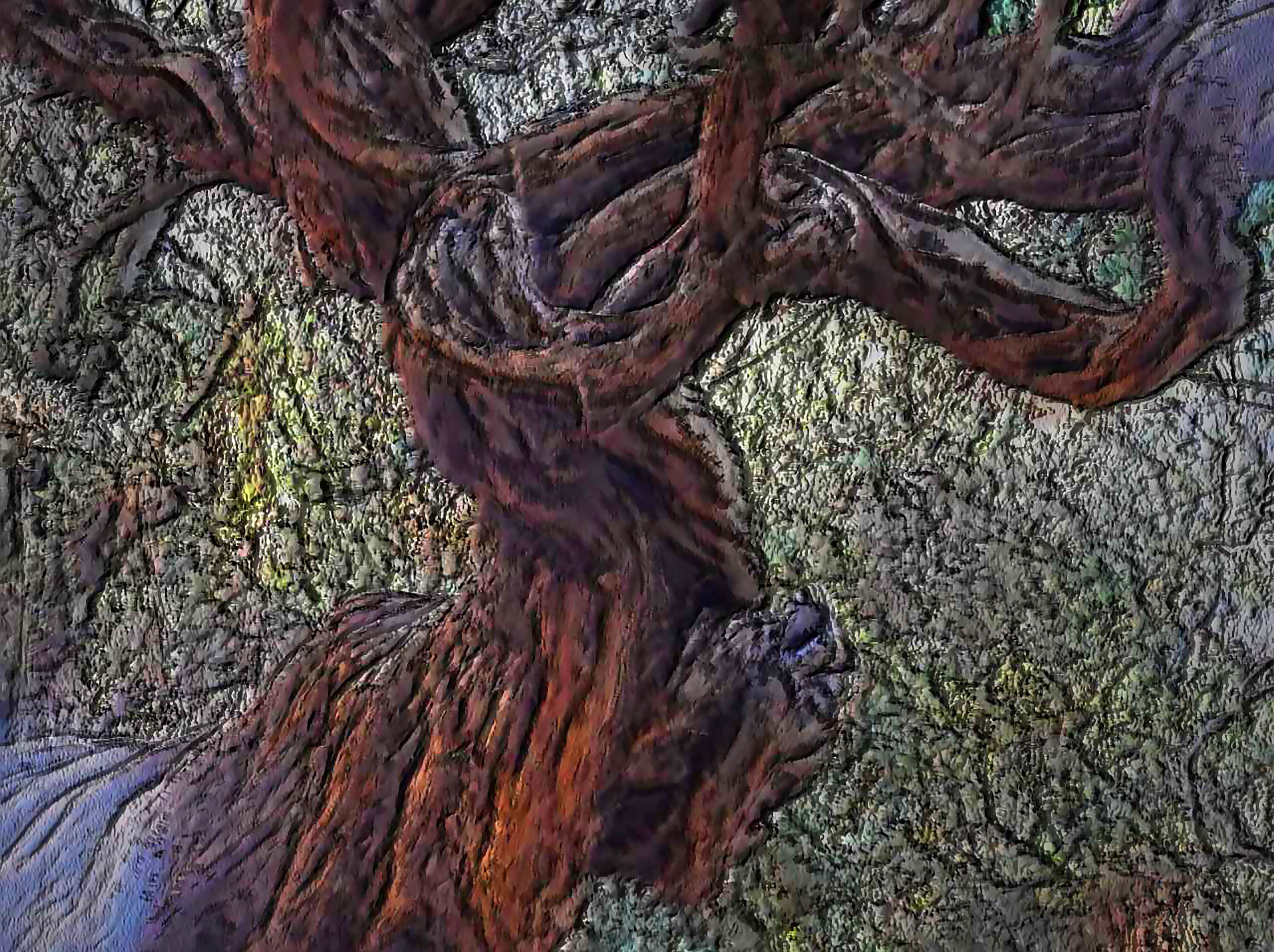 Twisted Tree Organic Abstract Nature Textural Gnarly - Etsy