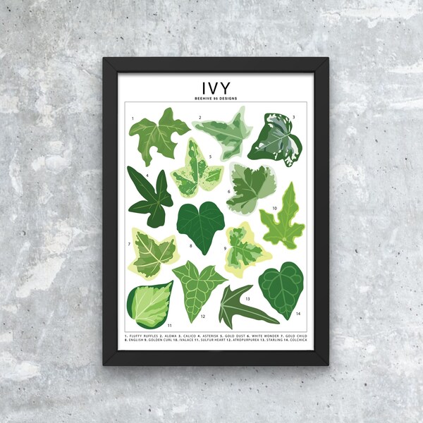 Ivy Identification Poster Wall Art - Etsy