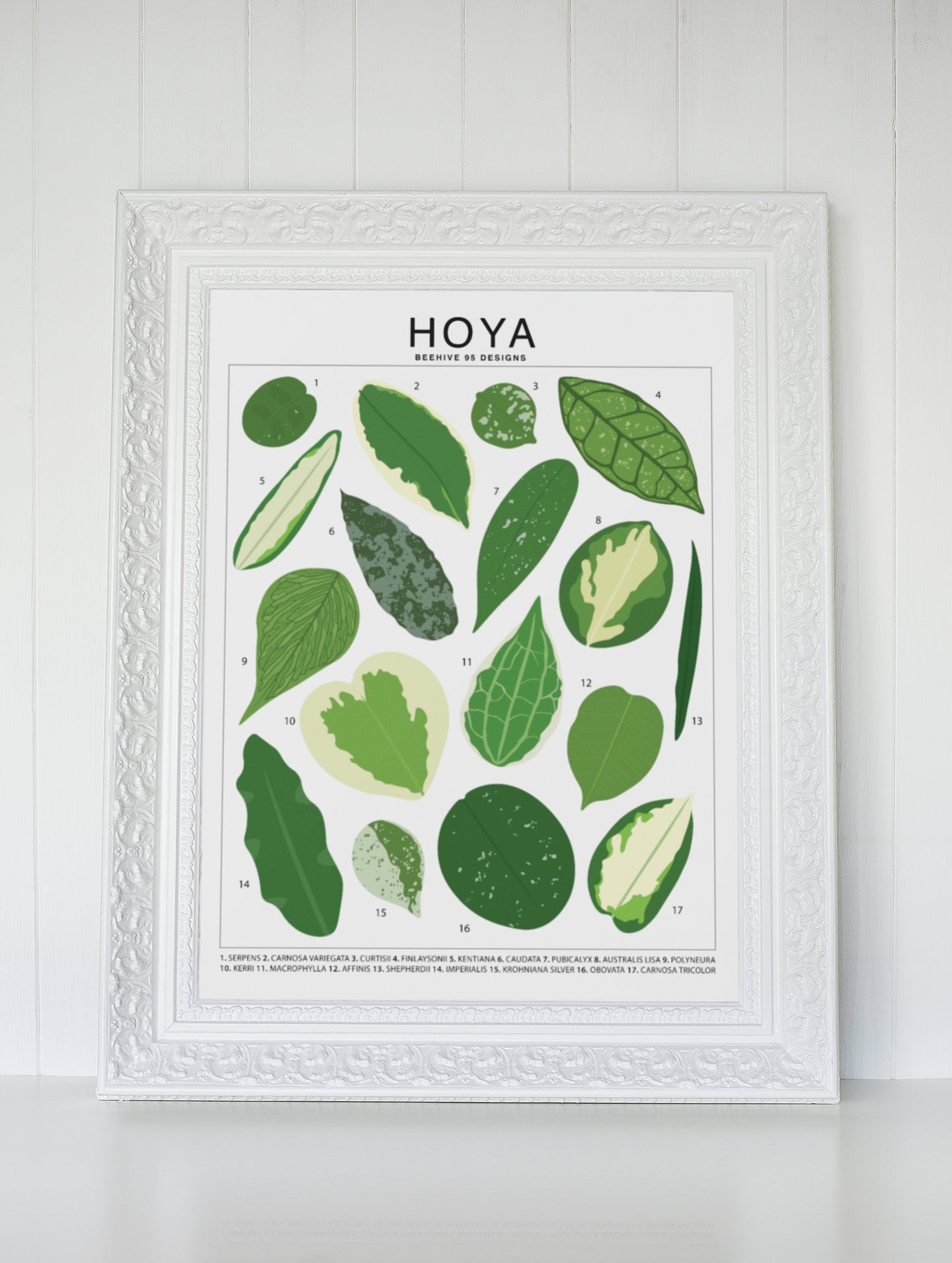 Hoya Plant Species small Art Print Houseplant Artwork Wall - Etsy