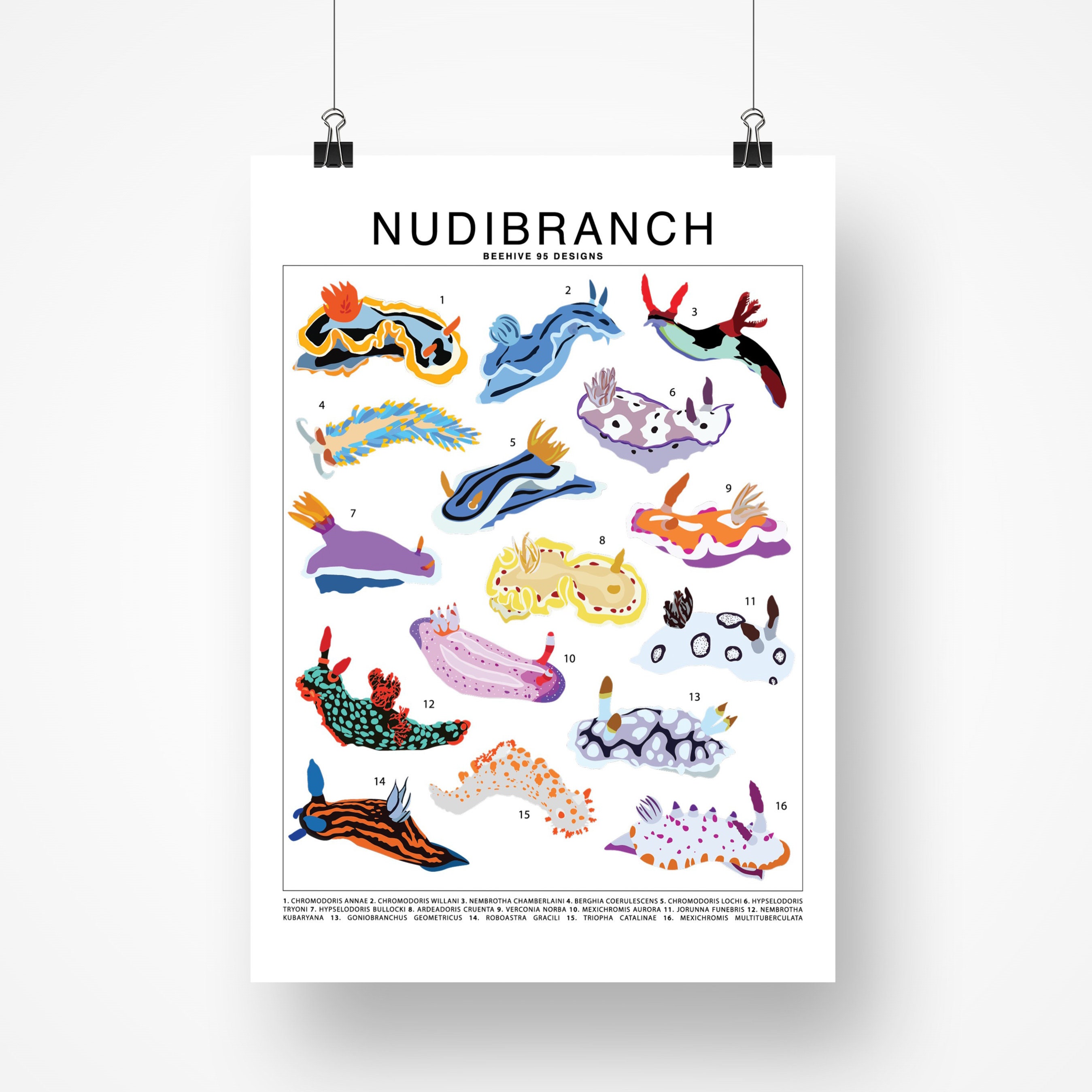 Nudibranch