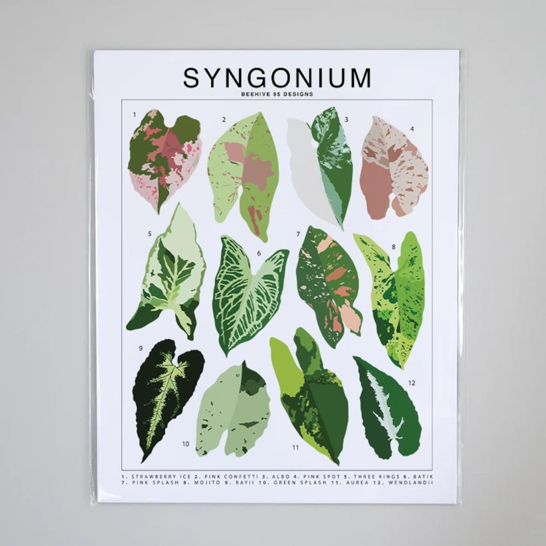 Syngonium Plant Species Art Print | Houseplant Artwork Wall Decor ...