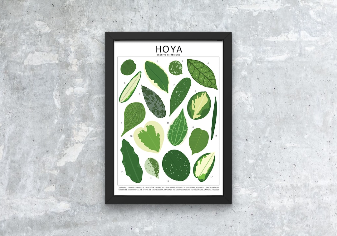 Hoya Plant Species large Art Print Houseplant Artwork Wall - Etsy