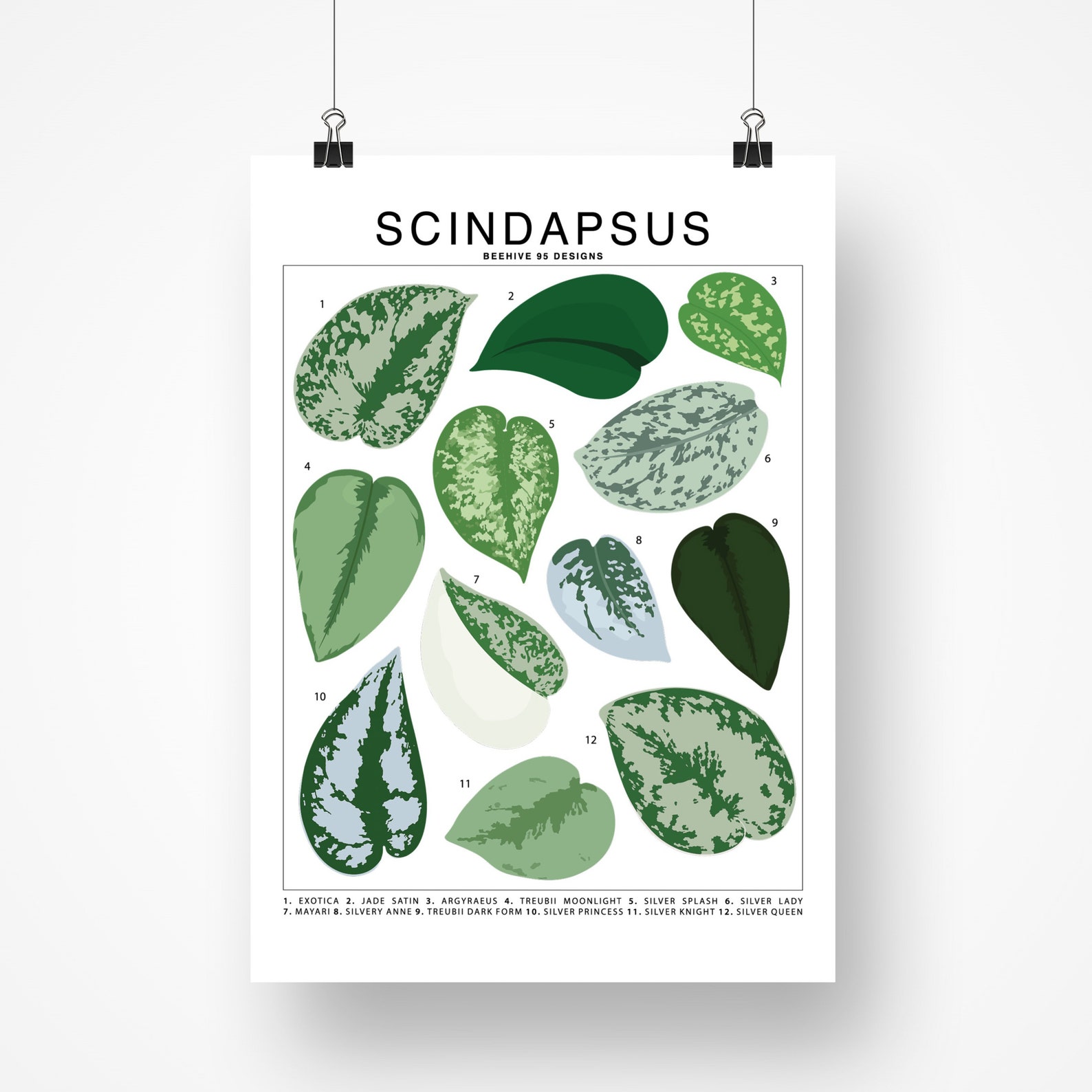 Scindapsus Plant Species large Art Print Houseplant - Etsy