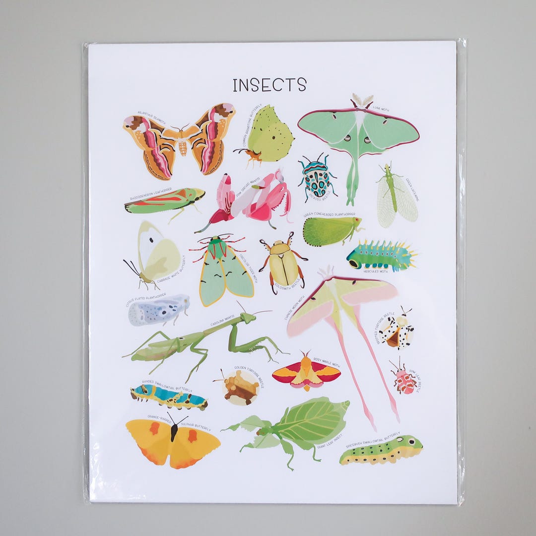 Types of Fairy Insects Species Art Print, Insect Bug Artwork Wall Decor ...