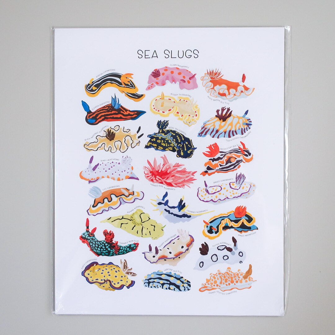 Types of Sea Slugs Species Art Print, Ocean Artwork Wall Decor ...