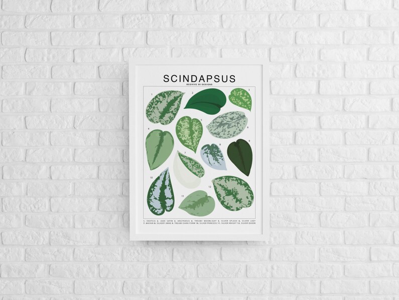 Scindapsus Plant Species large Art Print Houseplant - Etsy