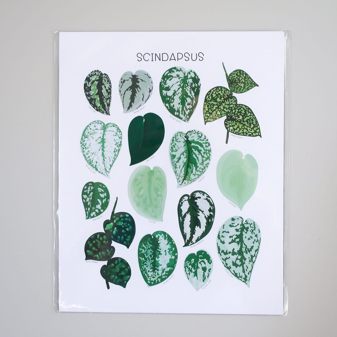 Types of Scindapsus Plant Species Art Print, Houseplant Lover Artwork ...