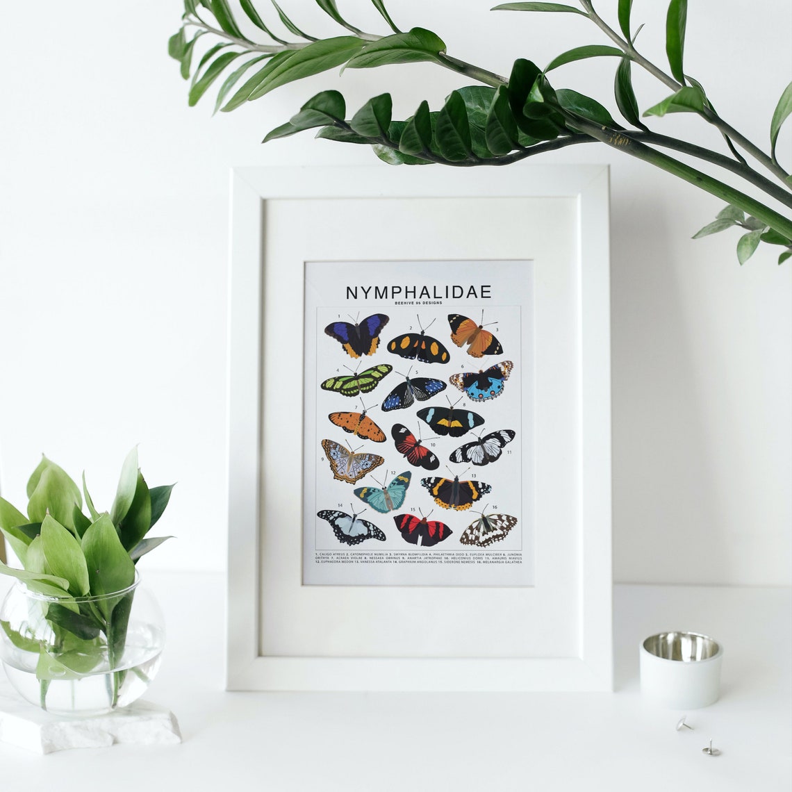 Nymphalidae Butterfly Species ID Art Print | Insect Nature Artwork Wall ...
