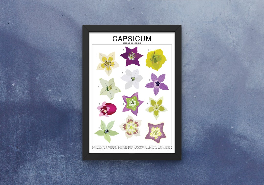 Capsicum Pepper Flowers large ID Chart Art Print - Etsy