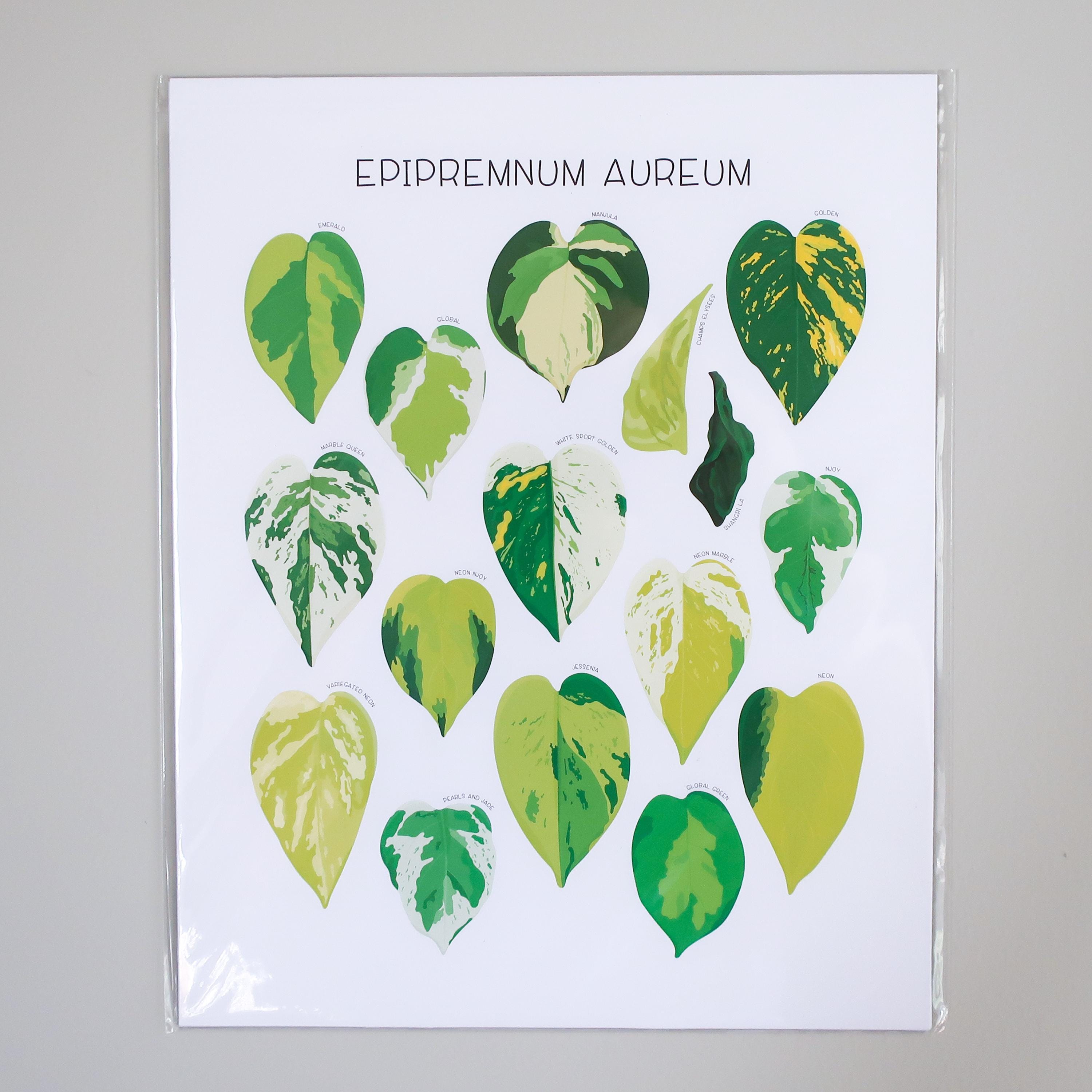 Types of Epipremnum (pothos) Plant Species Art Print, Houseplant Lover ...