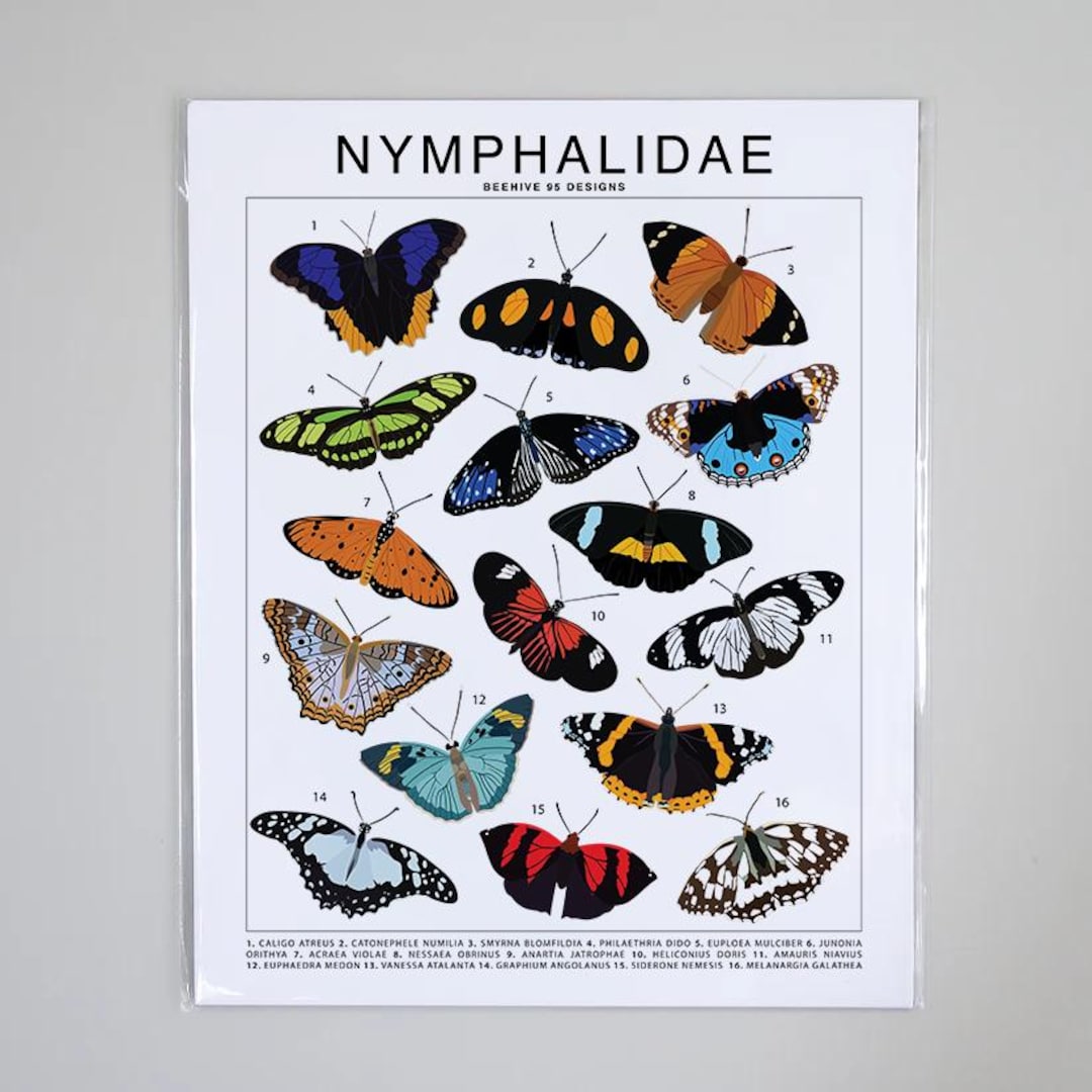 Nymphalidae Butterfly Species ID Art Print | Insect Nature Artwork Wall ...