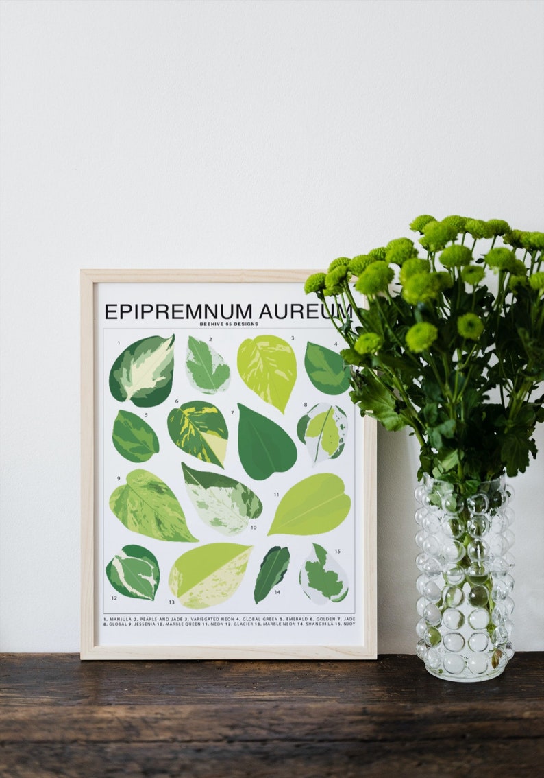 Epipremnum Aureum Pothos Plant Species Art Print | Houseplant Artwork ...