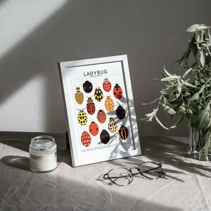 Ladybug Species Art Print | Insect Artwork Wall Decor | Ladybug ...