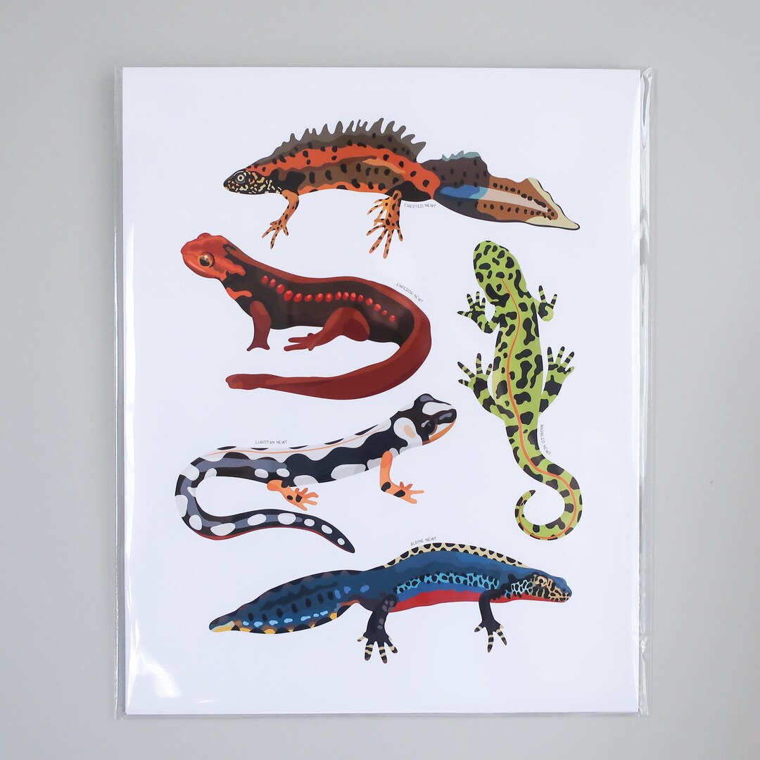 Newt Art Print Herpetology Wall Decor | Amphibian Newt Salamander ...