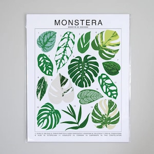 Monstera Plant Species Art Print | Houseplant Artwork Wall Decor ...