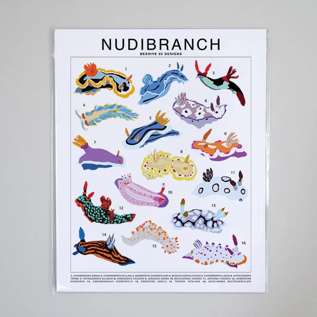 Nudibranch Species Art Print | Sea Creature Artwork Wall Decor | Sea ...