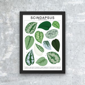 Scindapsus Plant Species Art Print | Houseplant Artwork Wall Decor ...