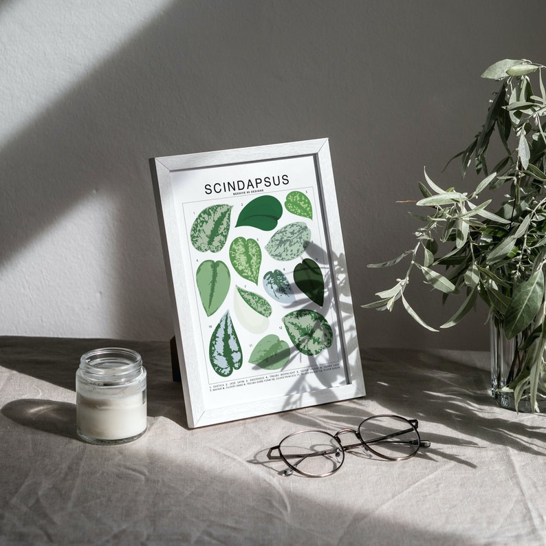 Scindapsus Plant Species Art Print | Houseplant Artwork Wall Decor ...