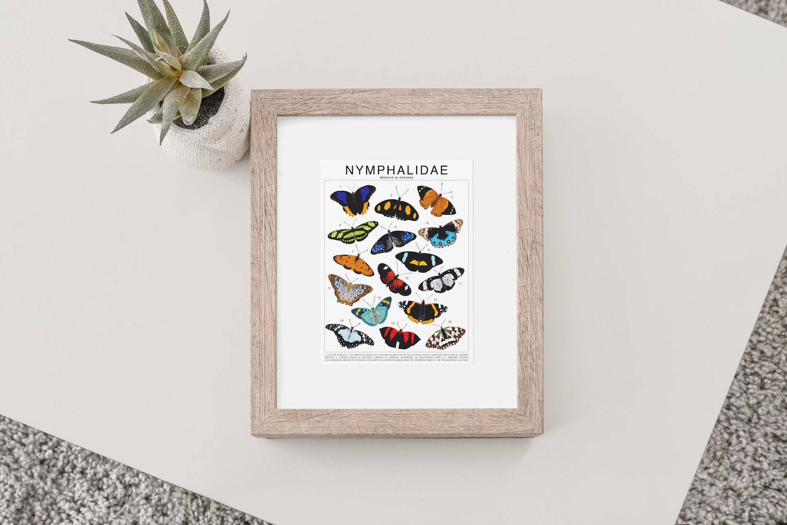 Nymphalidae Butterfly Species ID Art Print | Insect Nature Artwork Wall ...