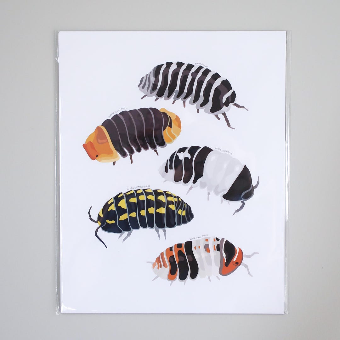 Isopod Art Print Wall Decor | Crustacea Arthropoda Insects Bugs ...