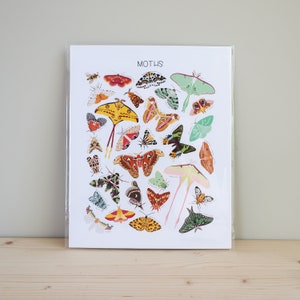 Types of Moths Species Art Print, Insect Bug Artwork Wall Decor ...
