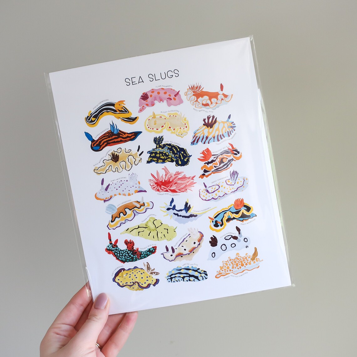 Types of Sea Slugs Species Art Print, Ocean Artwork Wall Decor ...